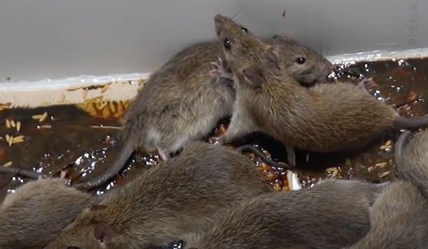 Dangerous Rats